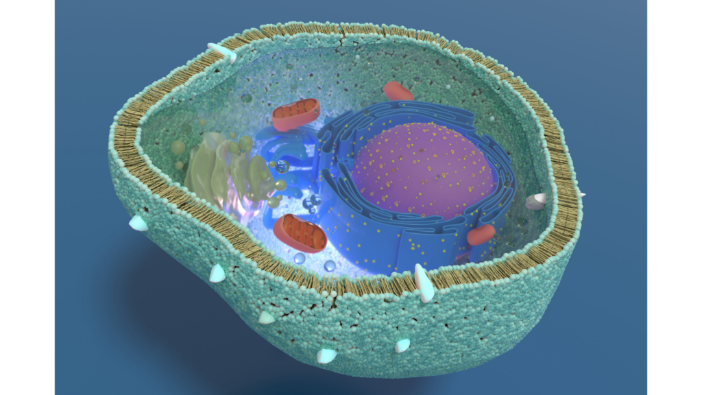 Pathofysiologie van Long-COVID auto-antistoffen op mitochondriën ...